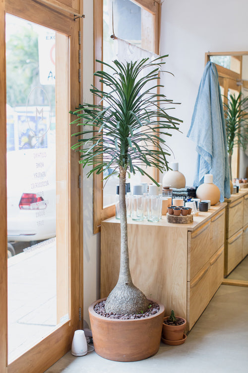 Manyana — Sayulita